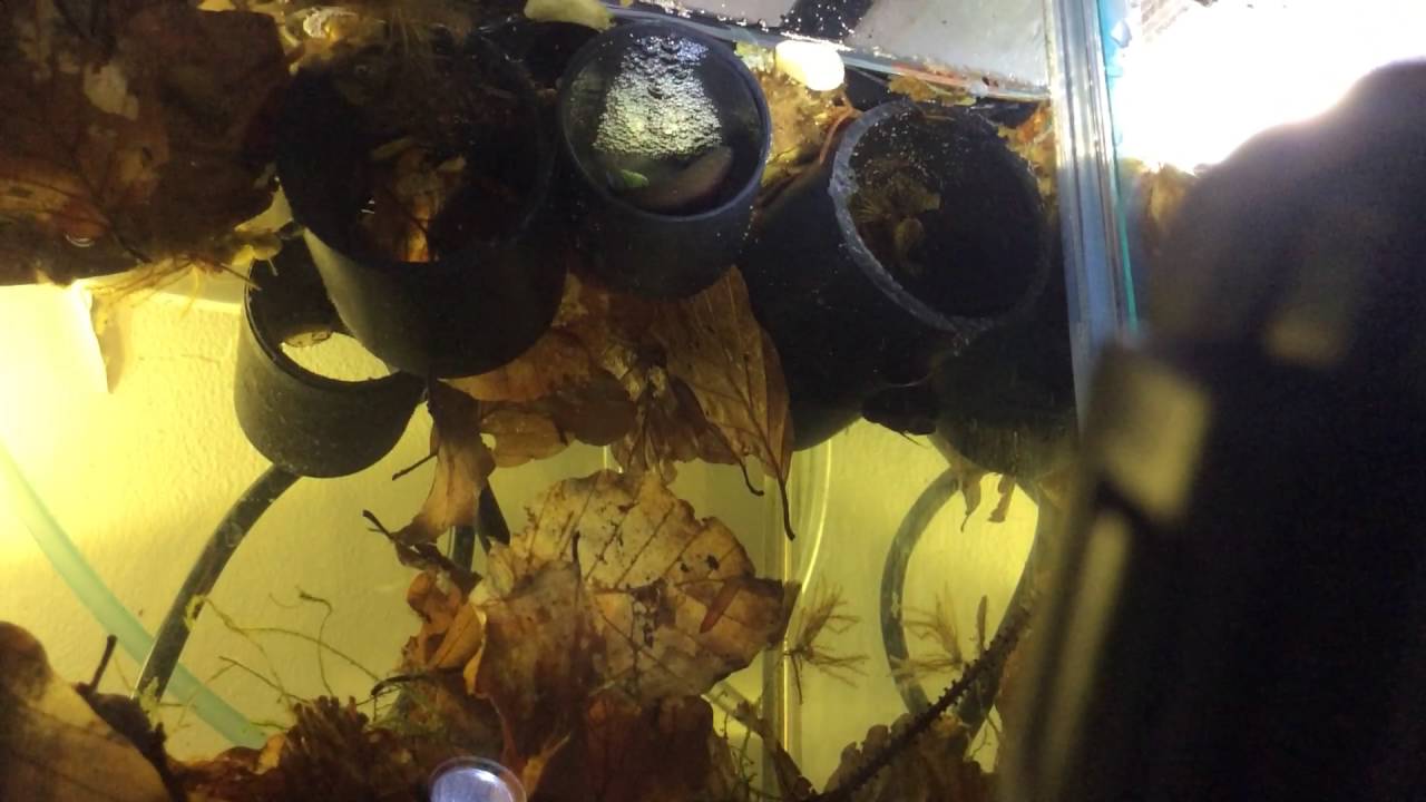 Betta Miniopinna Riau spawning - YouTube