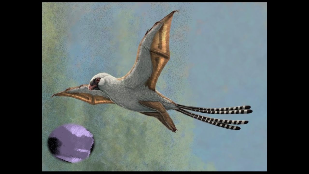 The Flight [In]Capabilities of Scansoriopterygids - YouTube