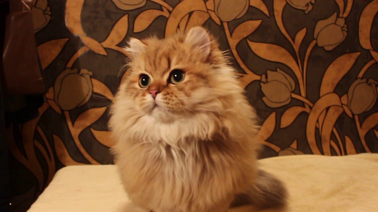 Glamour purebred British longhair kitten golden shaded color - YouTube
