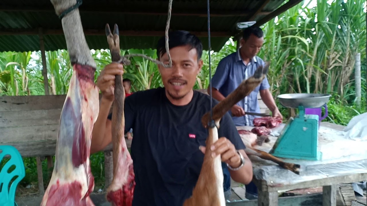 BERBURU DAGING RUSA DAN KIJANG - YouTube