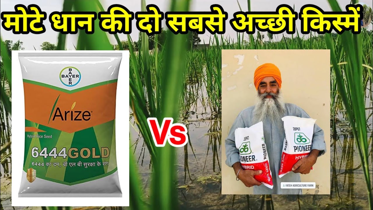 Arize 6444 gold व Pioneer 28p67 दोनो में कौन है बेहतर आपके लिए जाने ...