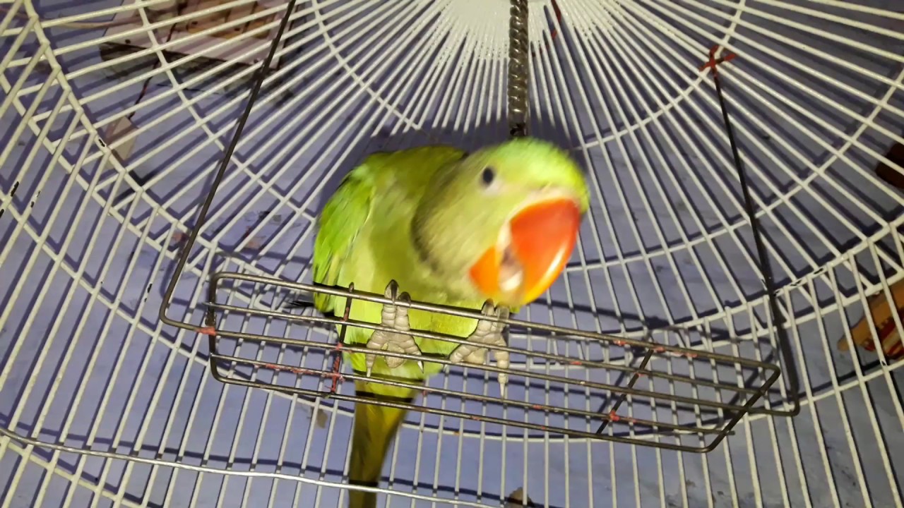 Pahari parrot 4 month - YouTube