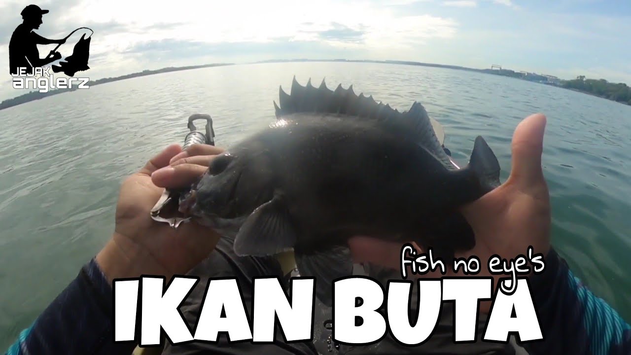 IKAN BUTA fish without eye's - YouTube