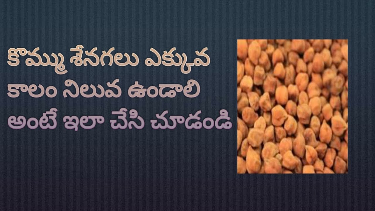 How store Kommu senagalu in long time - YouTube