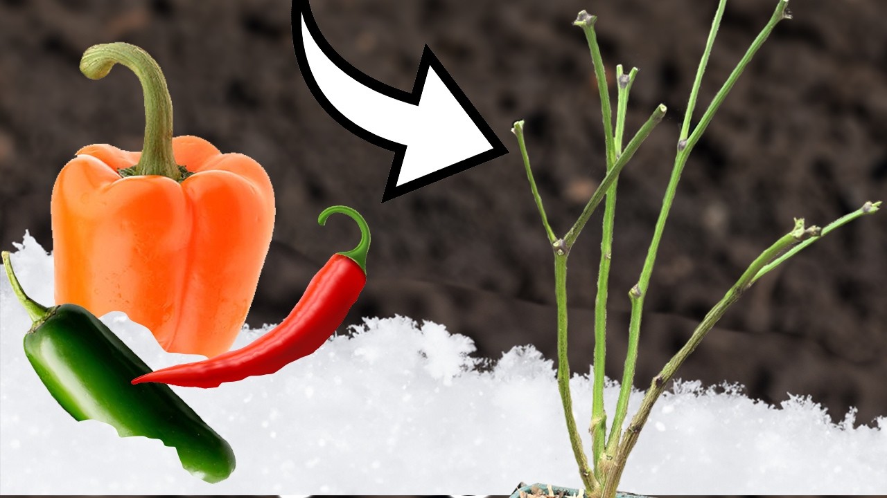 Over-Winter Your Pepper Plants... In Any Climate! - YouTube