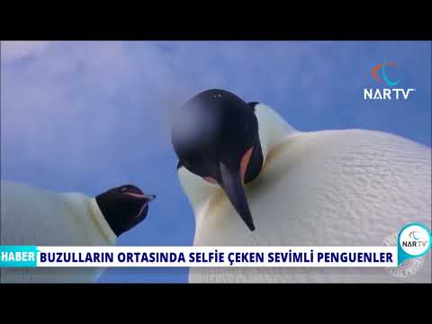 BUZULLARIN ORTASINDA SELFIE ÇEKEN SEVİMLİ PENGUENLER