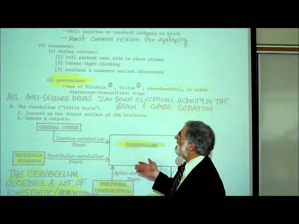 REVIEW OF THE FUNCTIONAL AREAS OF THE BRAIN; Part 2 by Professor Fink ...