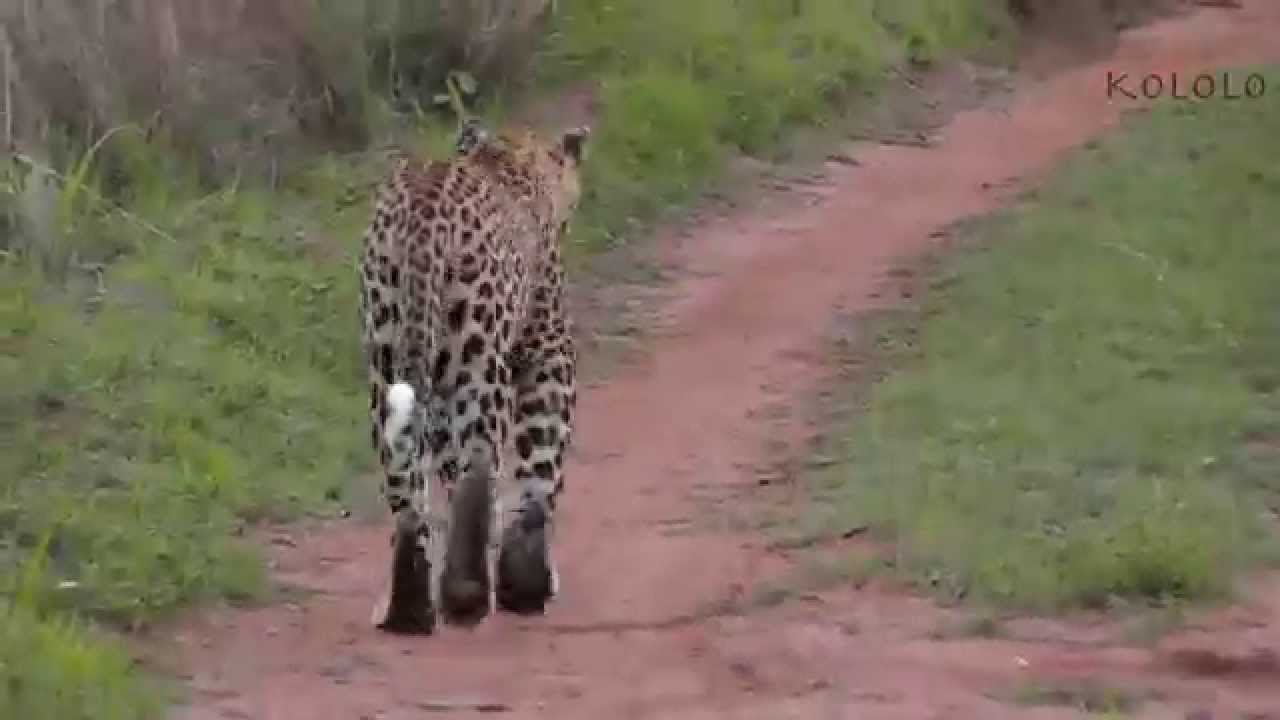 Vaalwater Limpopo South Africa