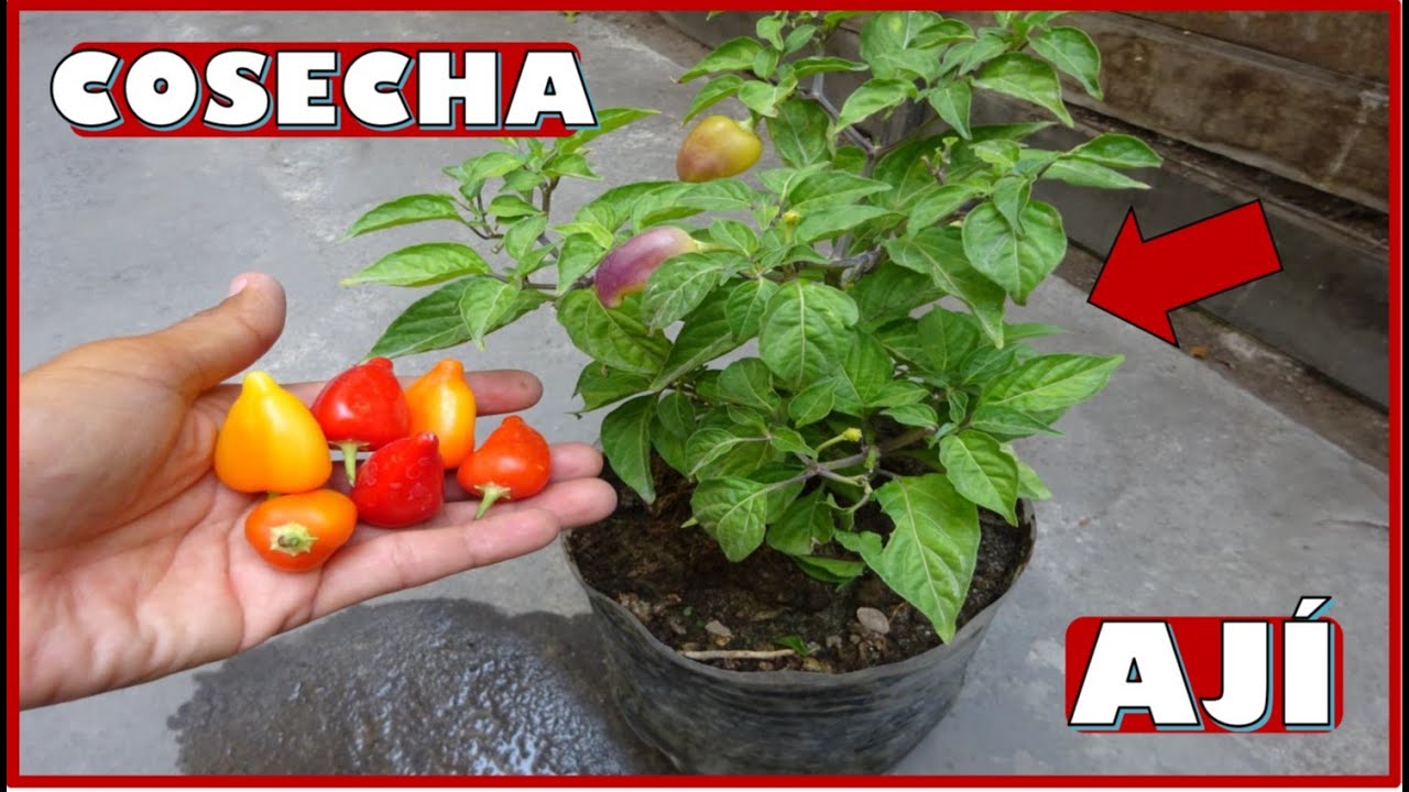 APRENDE A TRASPLANTAR Y COSECHAR PLANTAS DE AJÍ DEL MERCADO - YouTube