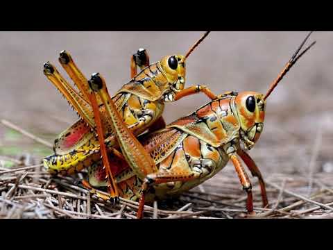 How To Tell The Temperature From Crickets