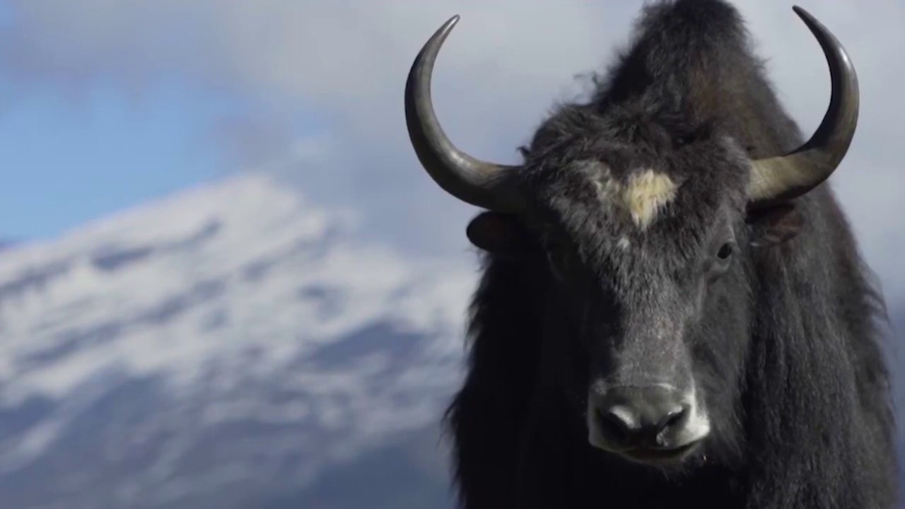 Yak9 Dog Chews. Sustainable | Healthy | Organic. Farmed to Chew. - YouTube