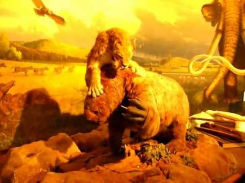 Saber Tooth Cat and Giant Sloth Animatronics at La Brea Tar Pits - YouTube