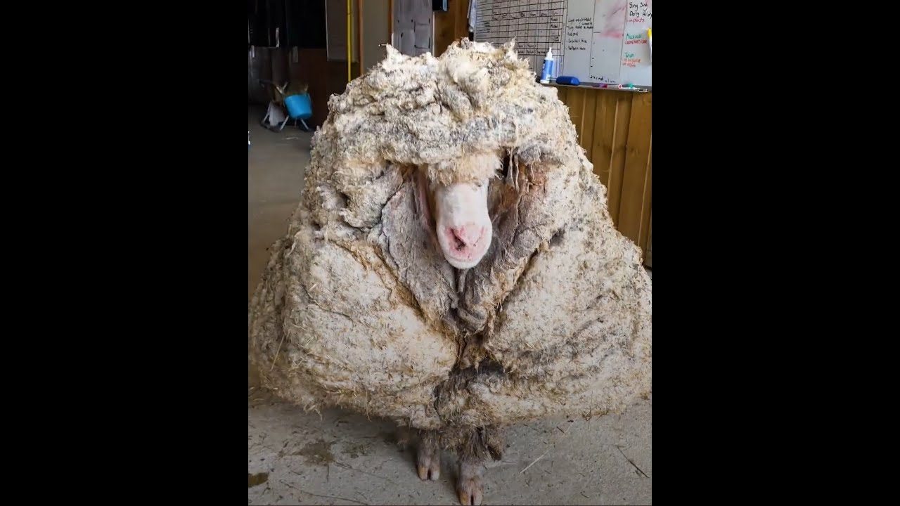 Sheep lost in forest for years gets 80 pounds of wool removed and feels ...