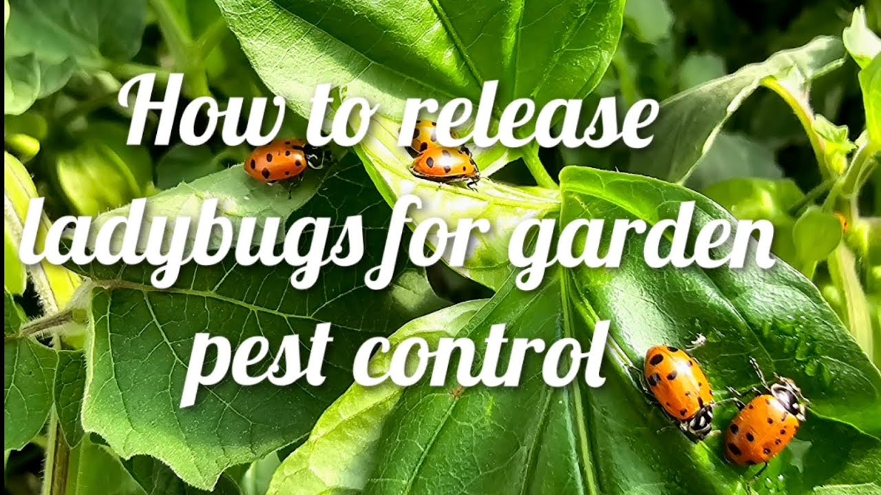 How to release ladybugs for garden pest control #garden #ladybug # ...