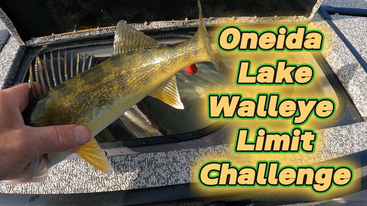Oneida Lake Walleye Fishing: 90 Minute Limit Challenge - YouTube
