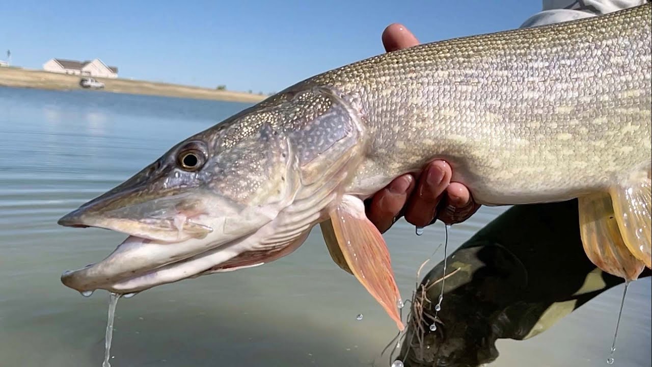 BEHIND THE SCENE'S - Tomky Fish Farm's - Fishing Colorado for MULTIPLE ...