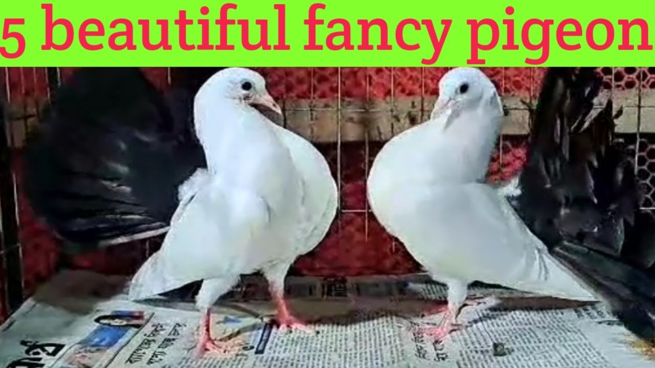 Lakkha pigeon।। beauty pigeon ।। Potter pigeon।। 5 beautiful pigeon ...