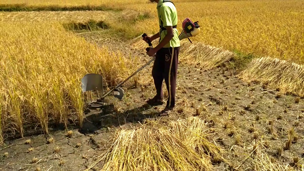 PADDY HARVESTING USING BRUSH CUTTER.. - YouTube