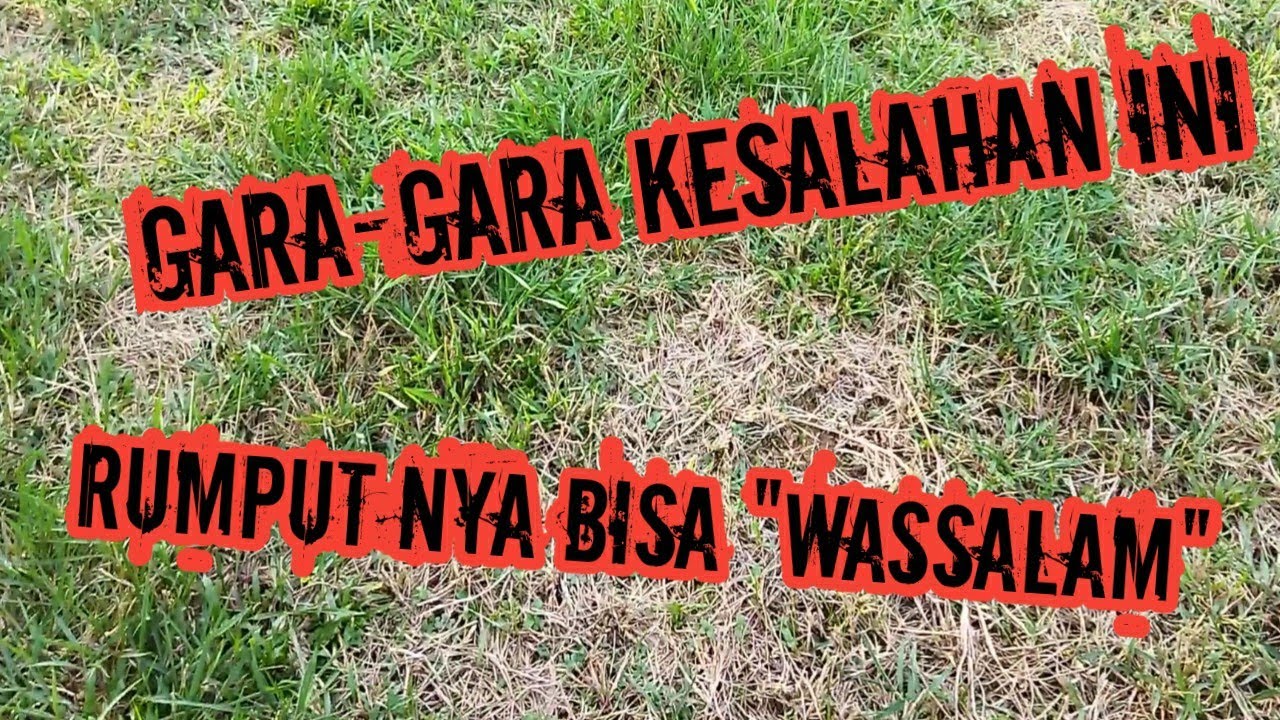 JANGAN DI SEPELEKAN !! CARA NGARIT RUMPUT BEDE YANG BENAR - YouTube