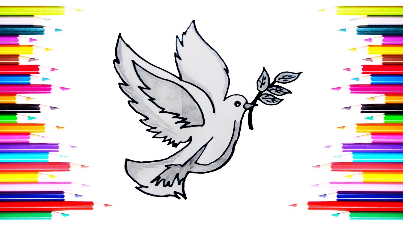 How to Draw Pigeon Drawing Easy Step - YouTube