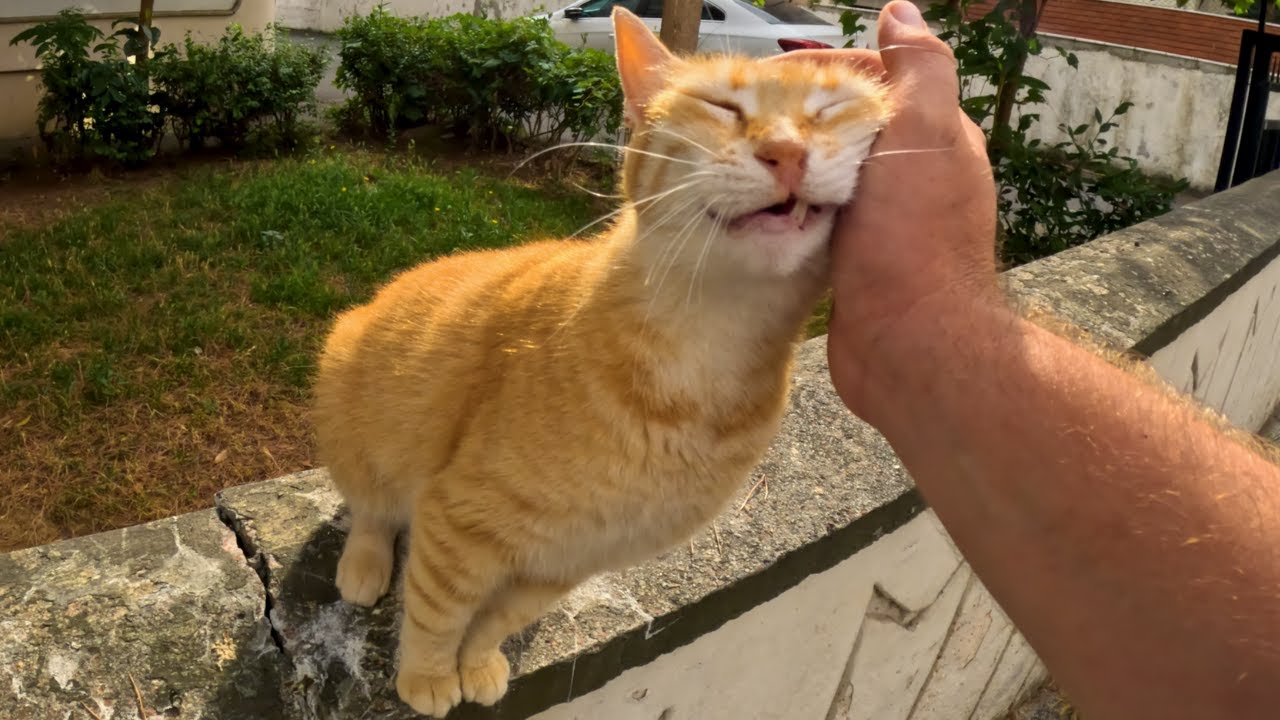 Three cats asking for affection by their own unique way - YouTube