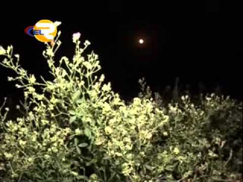 TERTER QAPANLI YONCA EKINI