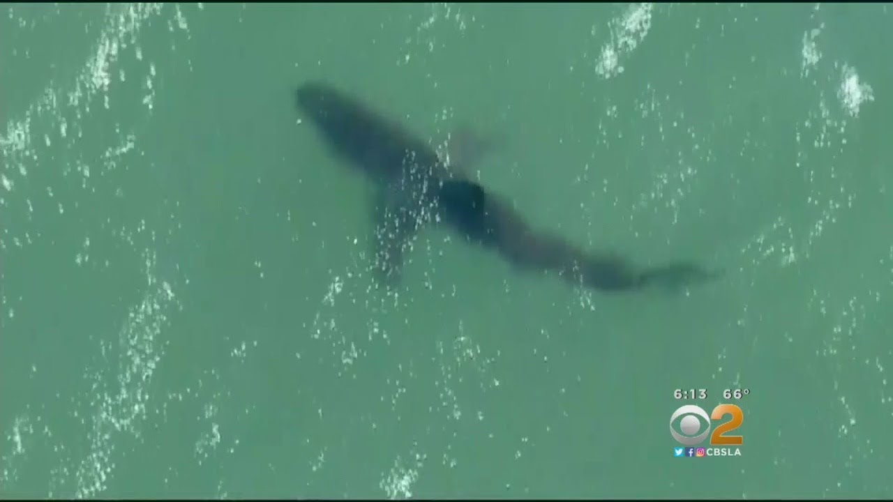 Corona Del Mar Will Test Early-Warning Shark System - YouTube