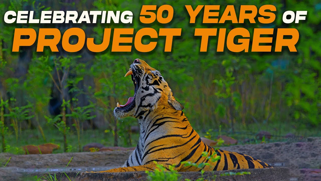 Celebrating 50 years of Project Tiger - YouTube