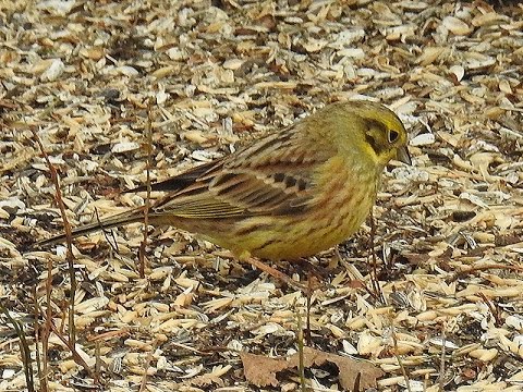 Lintuja pellolla ja lintulaudalla - YouTube