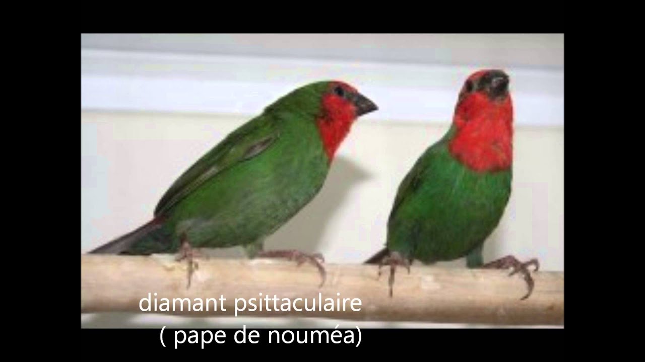 oiseaux exotiques d'élevage (partie 1) - YouTube