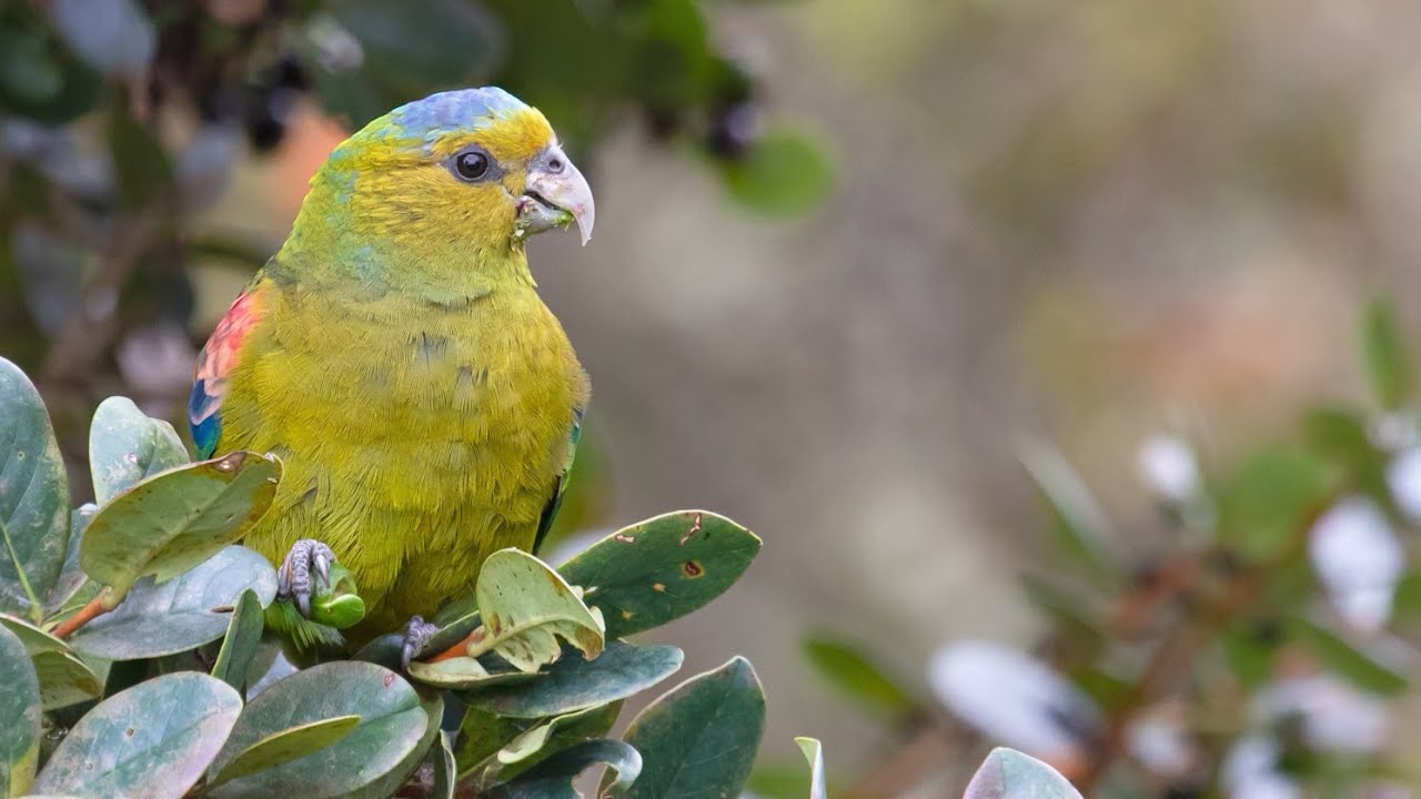 Fuertes's parrot Conservation | Loro Parque Fundación - YouTube