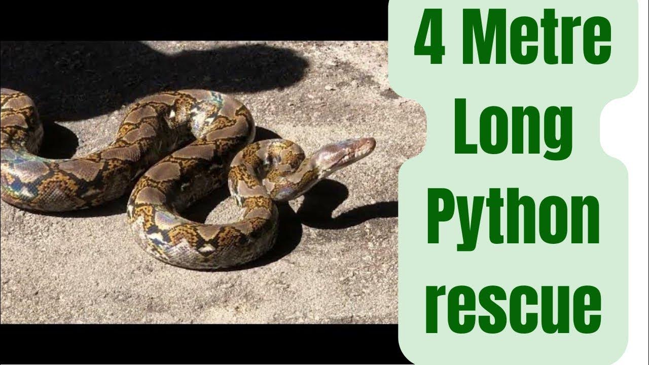 A Reticulated Python snake rescue in Malaysia - YouTube