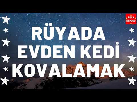 Rüyada Evden Kedi Kovalamak Ne Anlama Gelir - Rüya Tabiri - [Rüya Deposu]