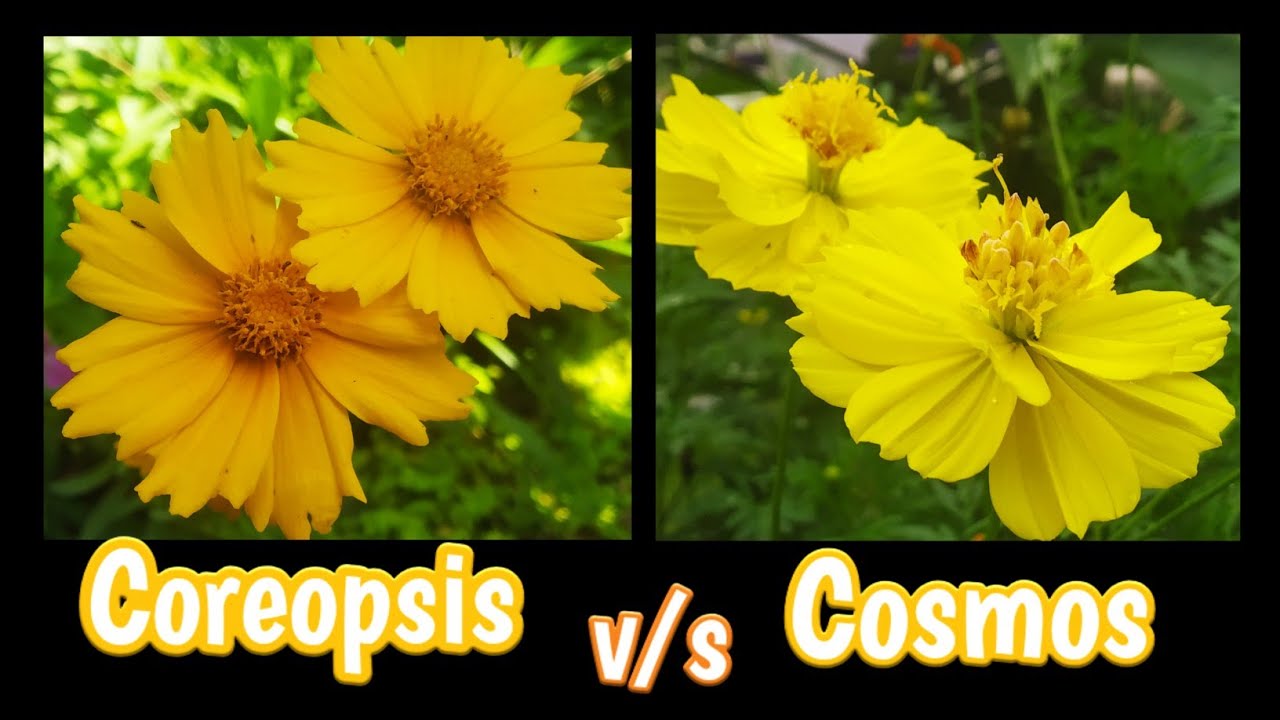 Coreopsis(tick seed) plant ,Cosmos plant care & propagation Malayalam🌿 ...