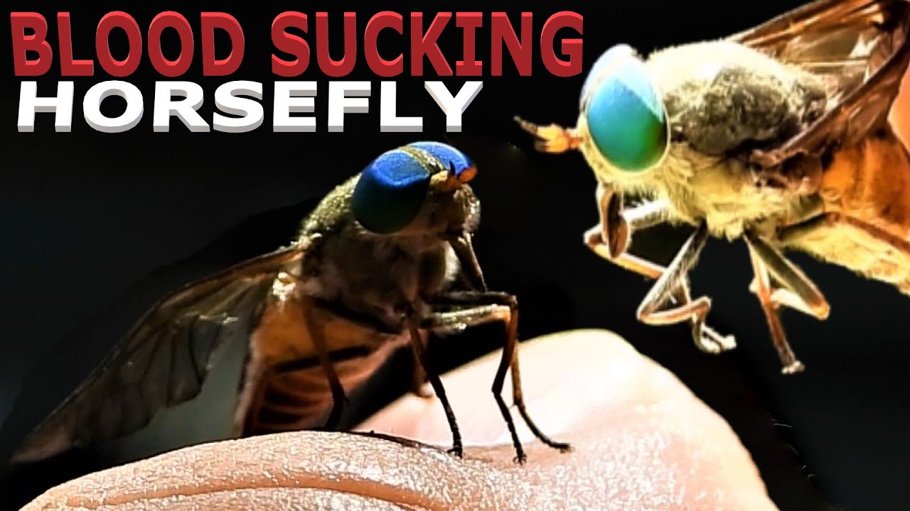 Big Horseflies, Blood Sucking Nasty Insect, Australia - YouTube