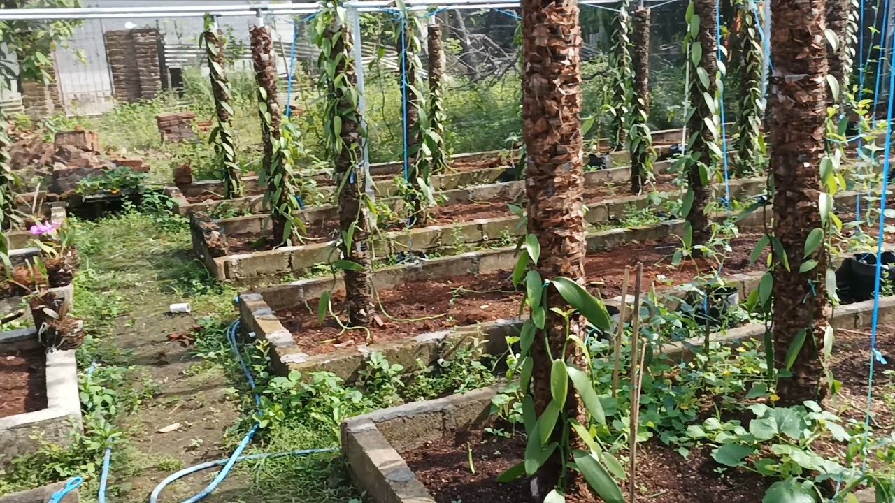 Menanam 600 Pohon Tanaman Vanili di lahan 3 are - YouTube