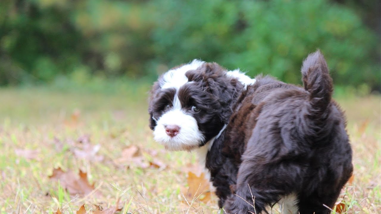 The Amazing Portuguese Water Dog: A Versatile Working Dog Perfect for ...