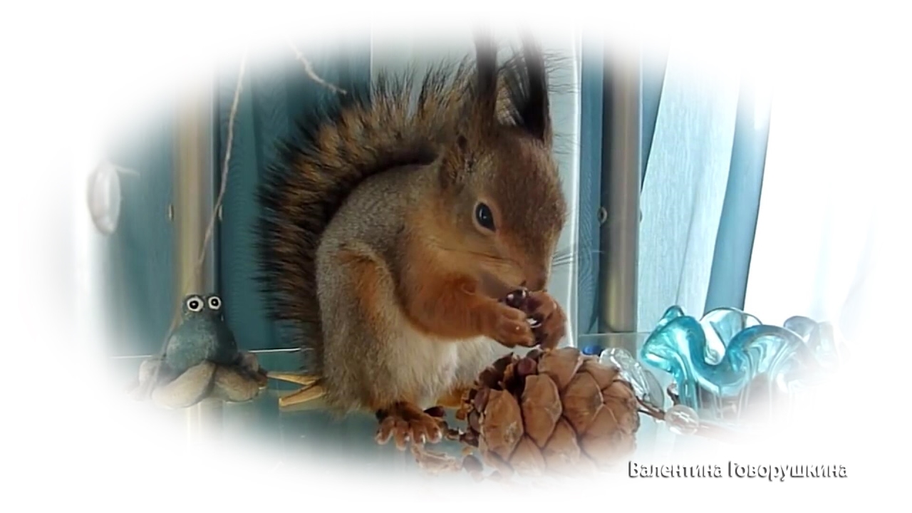 Baby squirrel Noble. Отправляйте мне шишки почтой России! - YouTube