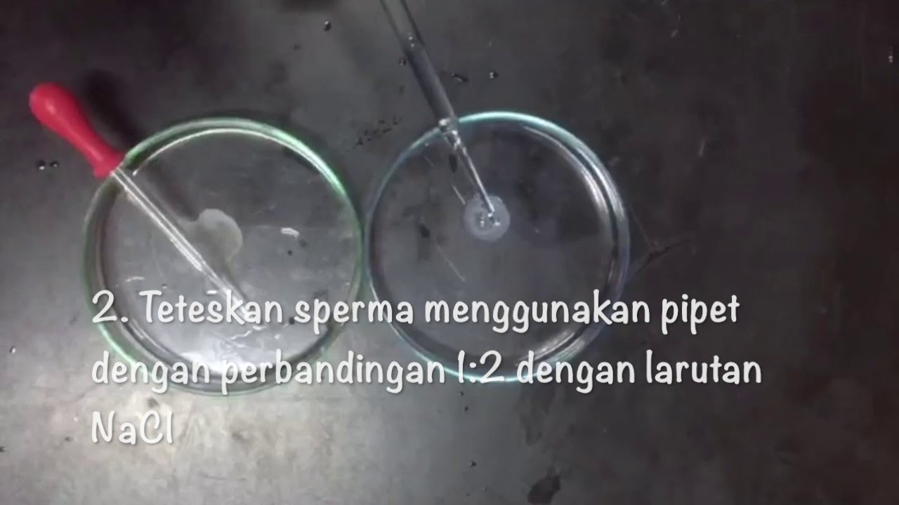 Sperma Ikan | Cara membuat preparat sperma ikan | Biology of Education ...