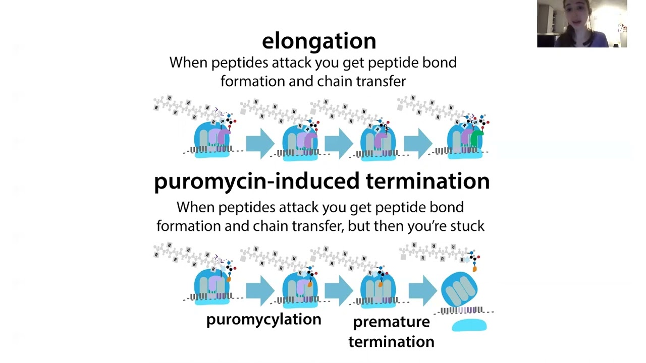 Puromycin biochemistry & uses in biochemistry - YouTube