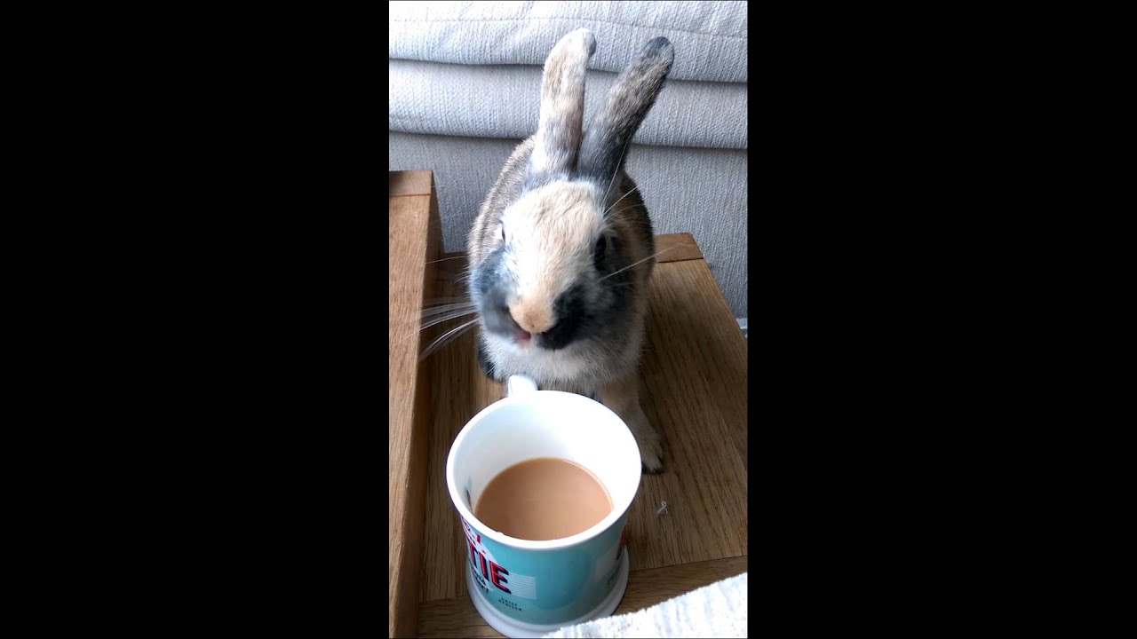 Can Rabbits Drink Sweet Tea at Heather Kushner blog