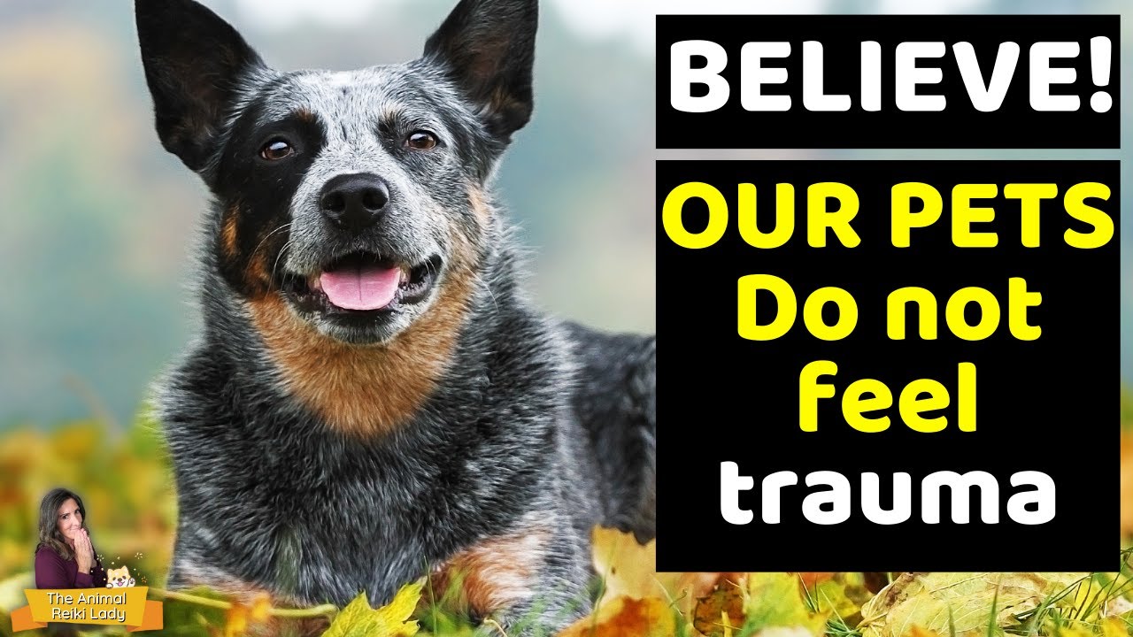 Reading for Axel - Pet Loss and Trauma - YouTube