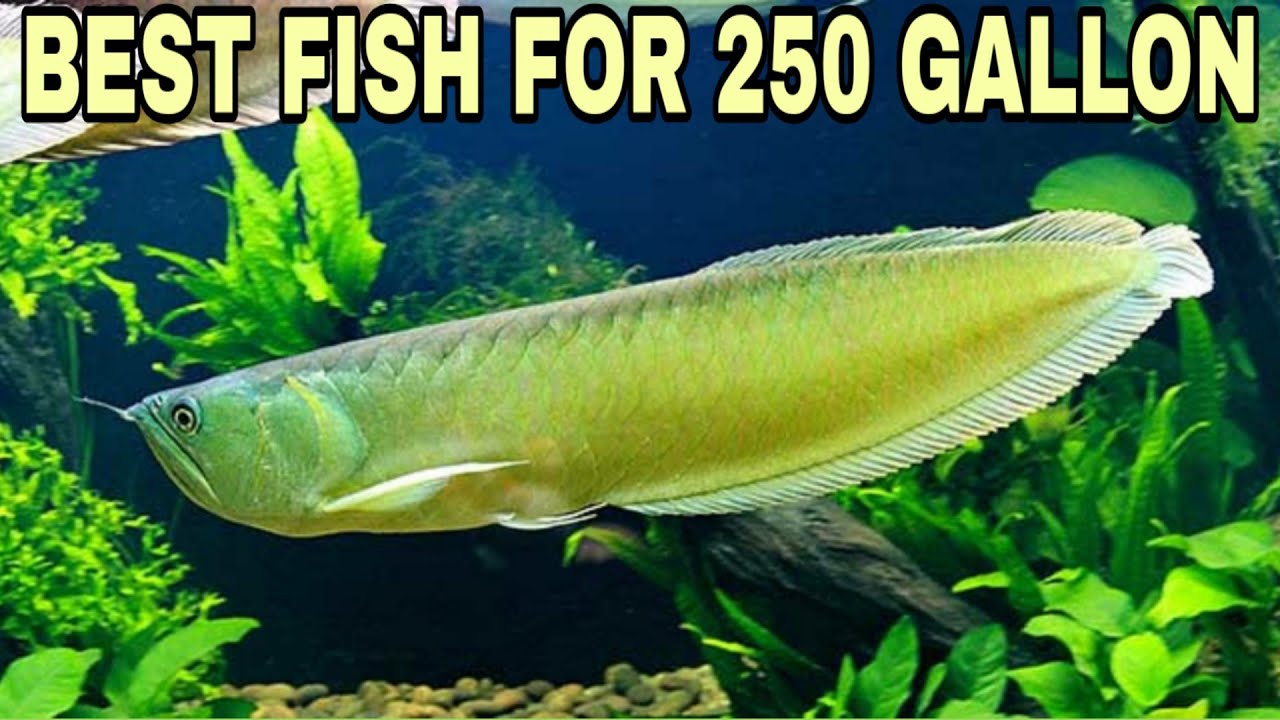Best 5 Aquarium Fish For 250 Gallon Aquarium - YouTube
