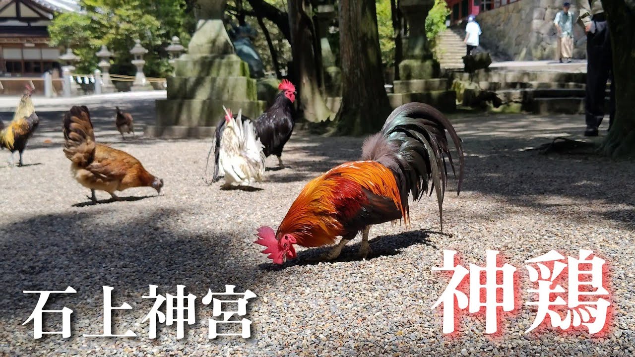 【神鶏】石上神宮の神の使い。The sacred chicken of Isonokami Shrine. - YouTube