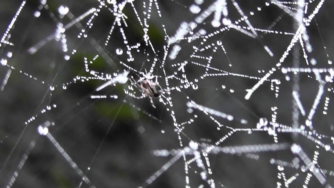 🐝 Tangle-web Spider - Family Theridiidae - Real Japan Monsters - YouTube