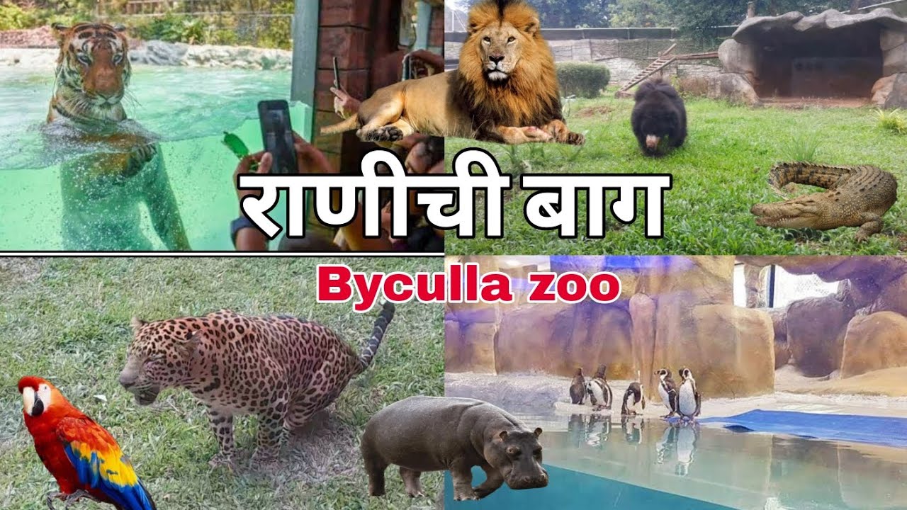 Byculla Zoo Mumbai 2024 | Zoo Tour Rani Baug In Mumbai #zoo - YouTube