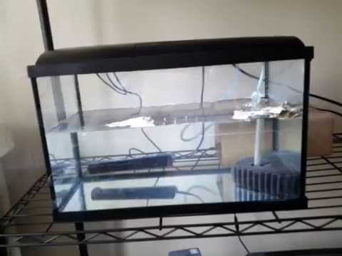Top Fin 5 gallon fish tank setup - YouTube