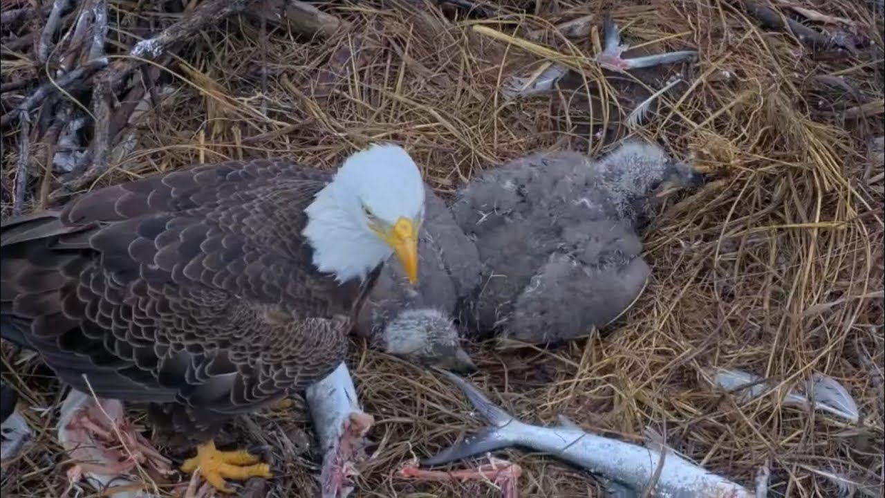 Clive brings Striped Mullet Fish 🐟 for breakfast | Captiva Eagle Cam ...