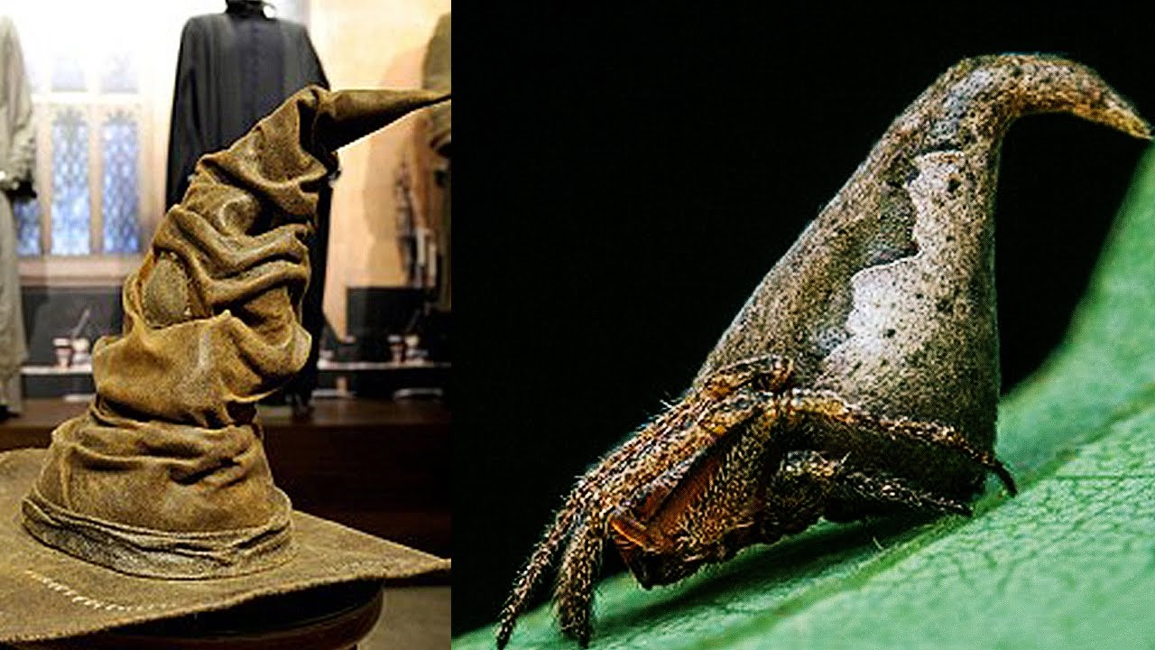 Fantastic Harry Potter Spider Explained ! - YouTube