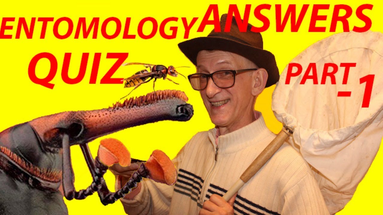 Entomology Quiz. Questions about Insects. Answers? PART-1. #ESA - YouTube